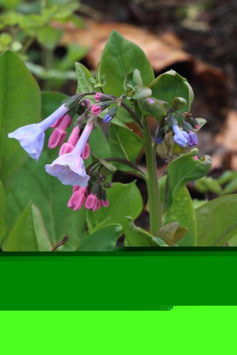 Spring Ephemerals – Mostly Native Shade