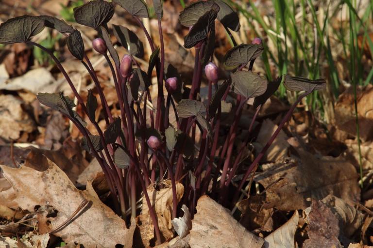 Spring Ephemerals – Mostly Native Shade