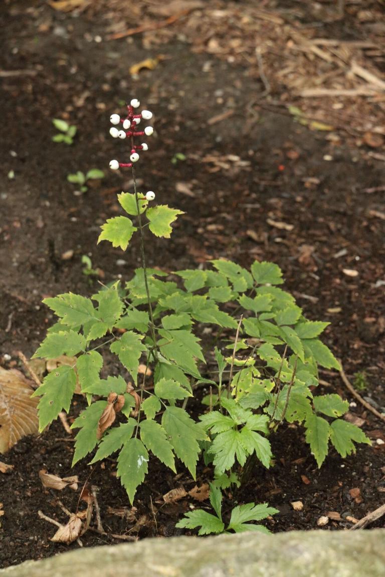 Woodland Plants – Mostly Native Shade
