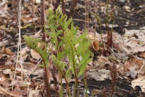 Native Ferns – Mostly Native Shade