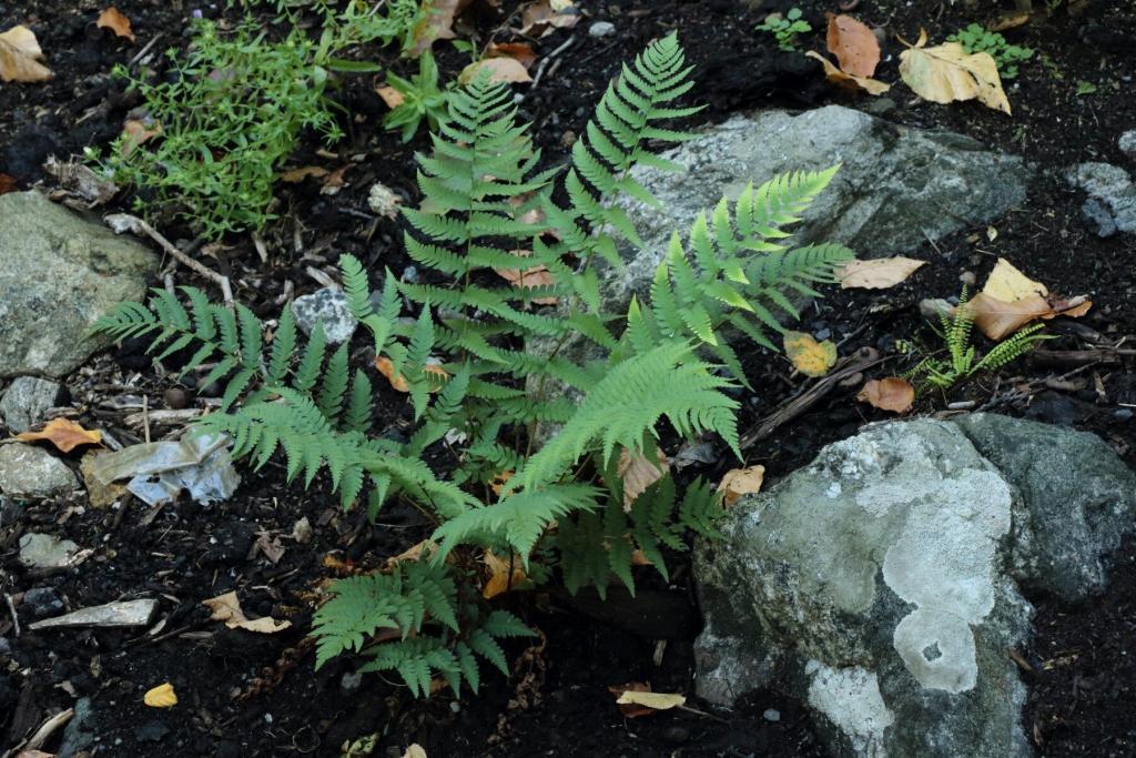 Native Ferns – Mostly Native Shade