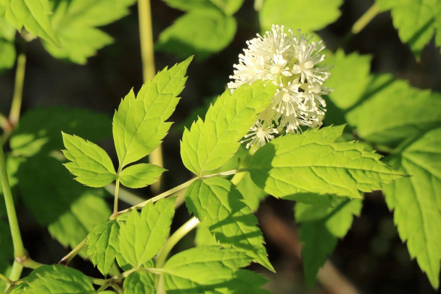 Woodland Plants – Mostly Native Shade